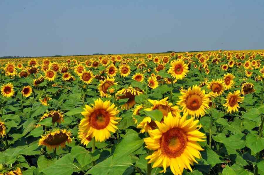 Suntem primii în UE la producția de floarea soarelui și de porumb