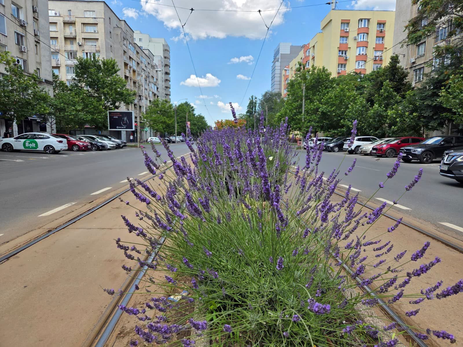 Lavanda dintre liniile de tramvai miroase bine doar pe Fb